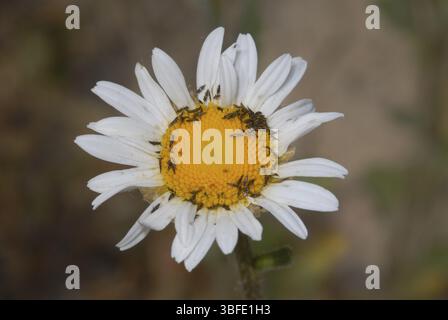 Thrips (Thysanoptera) Insecta Stock Photo - Alamy