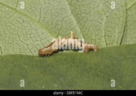 Lilac beauty moth (Hygrochroa syringaria) Adult female close-up ...