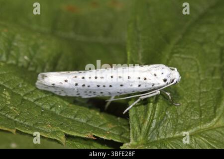 Weeping cherry spider moth (Yponomeuta evonymella Stock Photo - Alamy