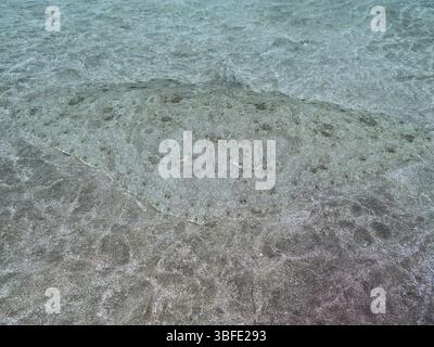 Butterfly ray (Gymnura altavela Stock Photo - Alamy