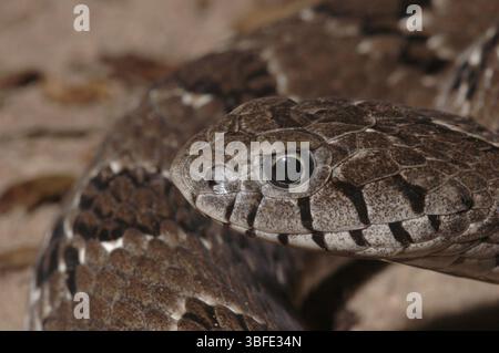 Common toad adder (Causus rhombeatus Stock Photo - Alamy