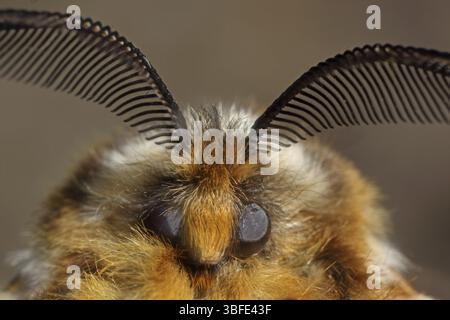 Birch moth (Endromis versicolora Stock Photo - Alamy