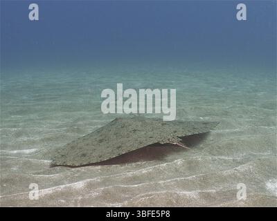 Butterfly ray (Gymnura altavela Stock Photo - Alamy