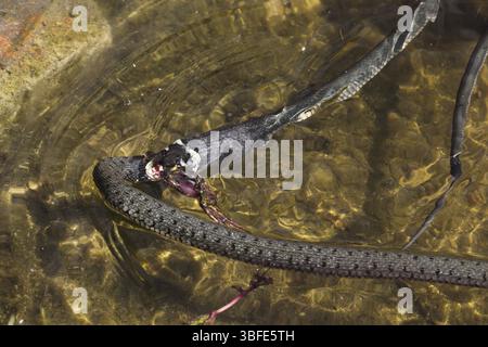 Grass snakes fighting over a pond frog - Series (Natrix natrix Stock ...