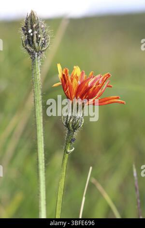 Orange hawkweed flowering plant. Macro close-up of Pilosella aurantiaca ...