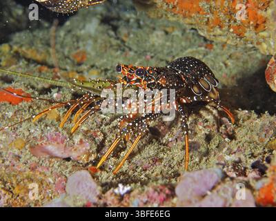 Spotted crayfish (Panulirus guttatus Stock Photo - Alamy