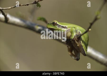 mediterranean tree frog, hyla meridionalis in spain Stock Photo - Alamy