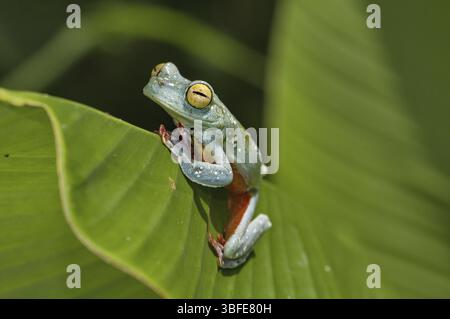 Red-fin tree frog Stock Photo - Alamy