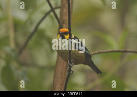 Red-fronted Tanager (Tangara parzudakii Stock Photo - Alamy