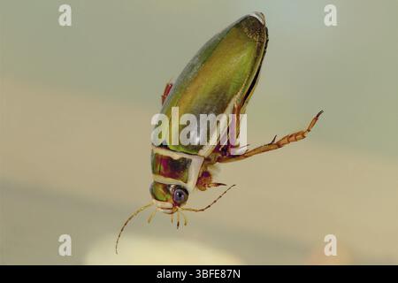 Yellow-legged beetle (Dytiscus marginalis Stock Photo - Alamy