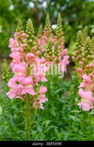 Beautiful pastel pink snapdragons. Snaps close up. Pink snapdragon ...