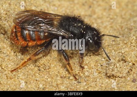 Bicoloured mason bee, Mason bee (Osmia bicolor), on a snail shell ...