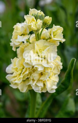 Matthiola incana, or commonly called Stock. Beautiful pastel pink ...