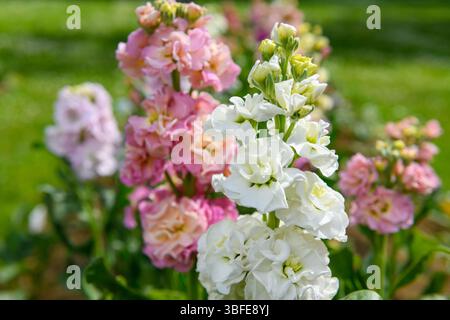 Matthiola incana, or commonly called Stock. Beautiful blush peachy ...