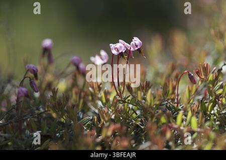 Small cranberry (Vaccinium oxycoccus Stock Photo - Alamy