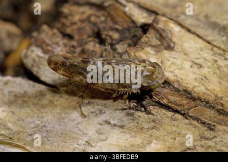 Common tree cherry (Allygus mixtus Stock Photo - Alamy