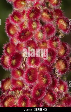 Vinegar tree, Rhus typhina Stock Photo - Alamy
