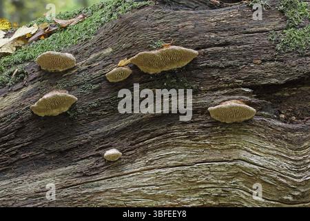 Oak whorl (Daedalea quercina Stock Photo - Alamy
