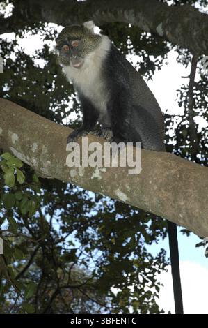 Diademed monkey (Cercopithecus albogularis Stock Photo - Alamy