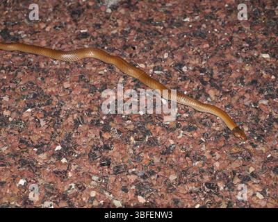 Curl Snake Australia (Suta suta Stock Photo - Alamy