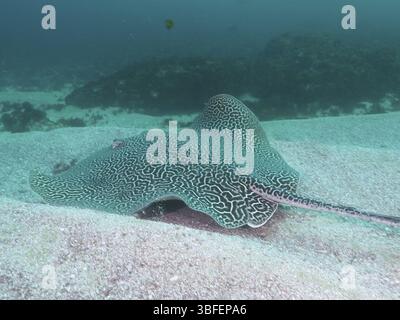 Indo-Pacific stingray (Honeycomb whipray Stock Photo - Alamy