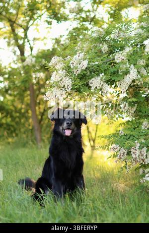 Collie in flower bush Stock Photo - Alamy