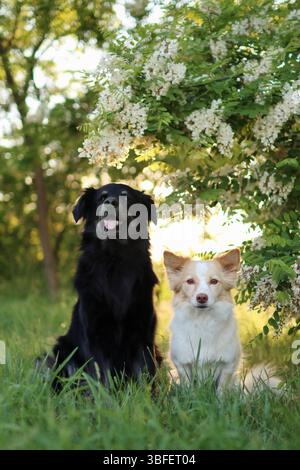 Collie in flower bush Stock Photo - Alamy