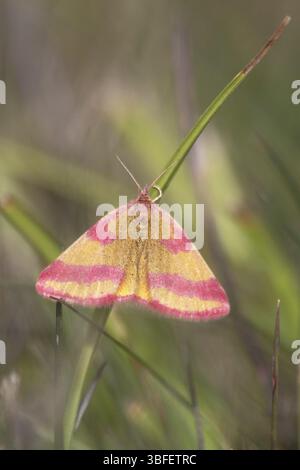 Dock purple moth (Lythria cruentaria Stock Photo - Alamy