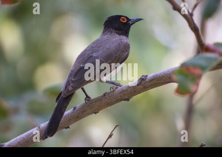 Masked Bulbul (Pycnonotus nigricans Stock Photo - Alamy