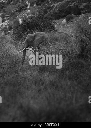 African elephant (African Elephantus Stock Photo - Alamy
