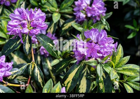 Rhododendron, Goldfinger, variegated, Ericaceae. Variegated green and ...