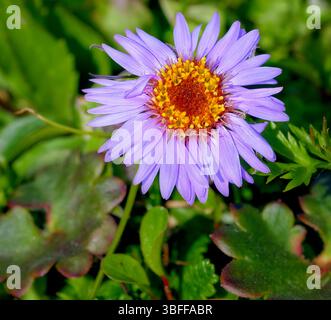 Closeup shot of blooming Alpine Aster flowers in a garden Stock Photo ...