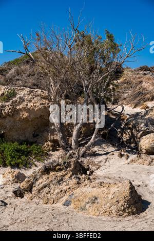 Withered small cypress trees in sandy terrain with single rocks Stock ...
