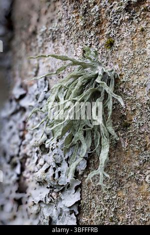 Cartilage Lichen (Ramalina fraxinea), Fungi, Tierps kyrka, 815 91 Tierp ...