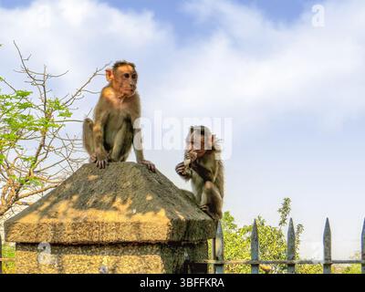 Mumbai, India. Red faced monkeys at Elephanta island near Mumbai India ...