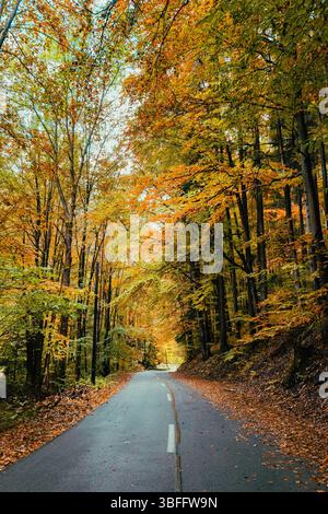 A winding road surrounded by colorful trees in autumn Stock Photo - Alamy