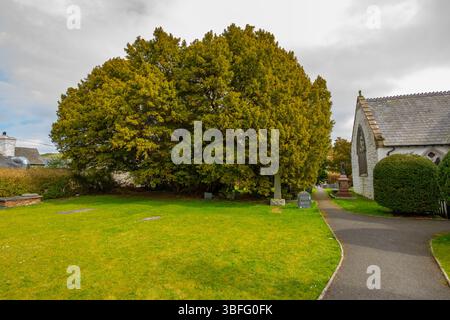 The churchyard of St Digain's parish church in Llangernyw is the site ...