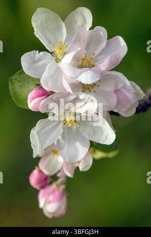 flower of apple tree in latin Malus Domestica Stock Photo - Alamy