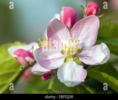 flower of apple tree in latin Malus Domestica Stock Photo - Alamy