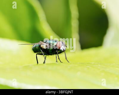 Lucilia spec., metallic green blow fly resting on leaf, Calliphoridae ...