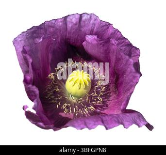 Detail of opium poppy flower, in latin papaver somniferum, white ...