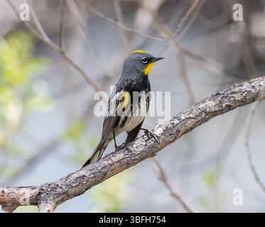 A beautiful Audubon's Warbler perched on a brown stone Stock Photo - Alamy