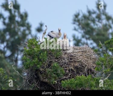 White stork nest , part of the White Stork Project, at the Knepp Estate ...