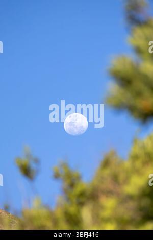 Moon on a clear blue day Stock Photo - Alamy