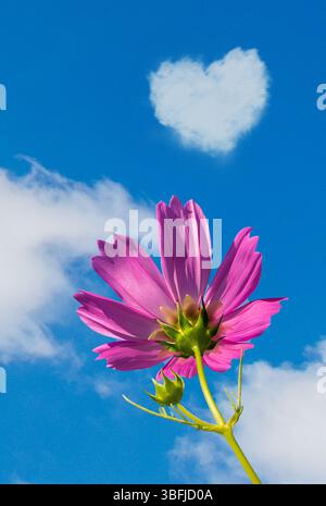 Beautiful purple and white Cosmos flower in the garden. Violet flowers ...