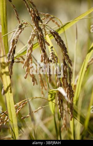 Yamadanishiki sake rice growing in field Stock Photo - Alamy