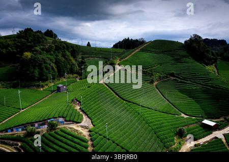 Aerial view of Uji green tea fields in Japan Stock Photo - Alamy