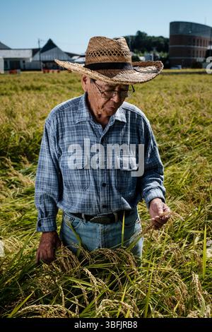 Japanese farmer examines Yamadanishiki sake rice growing in field Stock ...