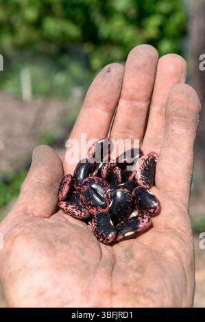 Phaseolus coccineus. Sowing runner bean 'Enorma' seeds in a wooden seed ...