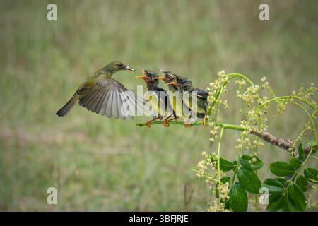 Sun-bird (Nectarinia jugularis) Female feeding chicks on branch Stock ...